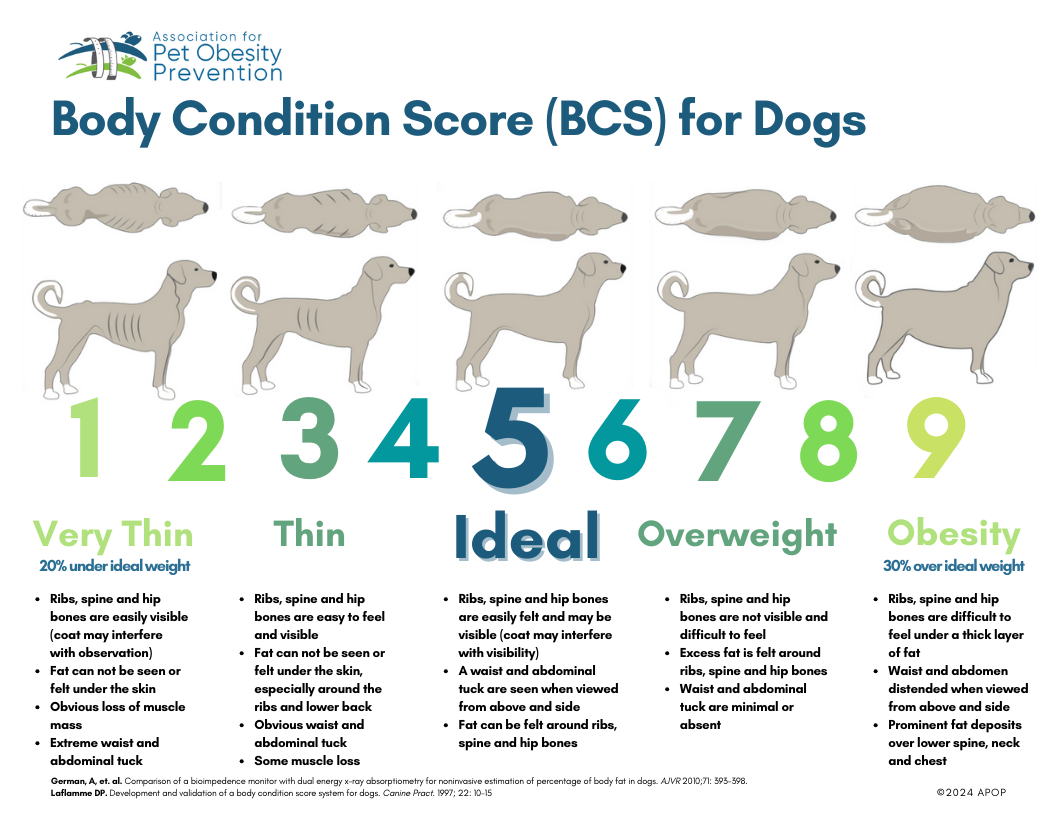 Body Condition Scoring — Association for Pet Obesity Prevention