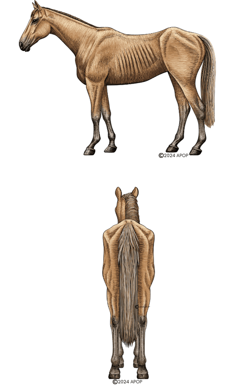 Horse Body Condition Scoring | Assess Your Horse’s Weight — Association ...