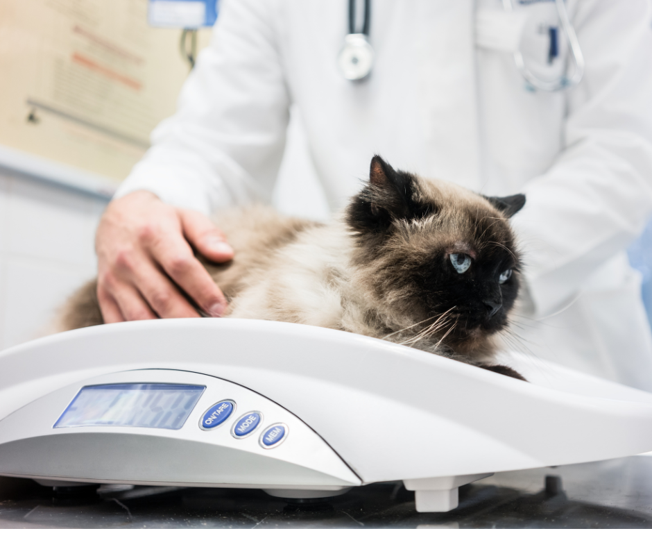 Cat Weight Loss Information — Association for Pet Obesity Prevention