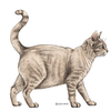 Cat Body Condition Scoring | Assess Your Cat’s Weight — Association for ...