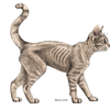Cat Body Condition Scoring | Assess Your Cat’s Weight — Association for ...