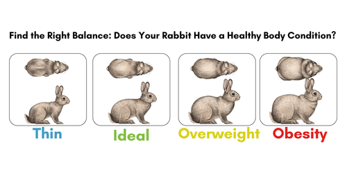 Rabbit Body Condition Scoring | Assess Your Rabbit’s Weight ...