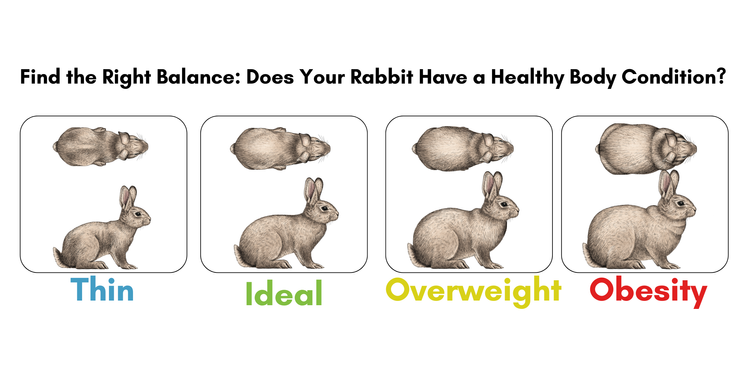 Rabbit Body Condition Scoring | Assess Your Rabbit’s Weight ...
