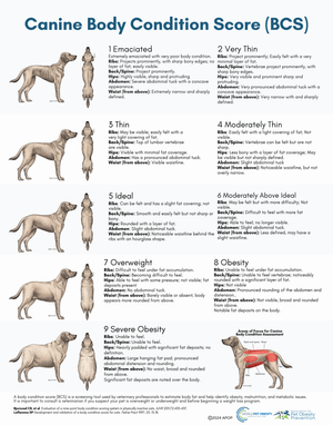 Dog Body Condition Scoring | Assess Your Dog’s Weight — Association for ...