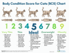 Cat Body Condition Scoring | Assess Your Cat’s Weight — Association for ...