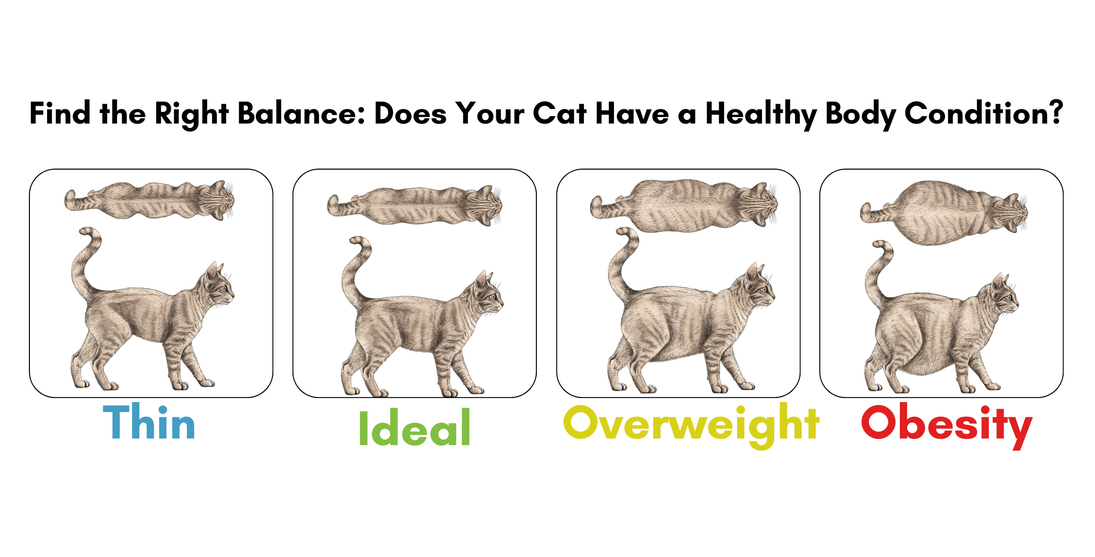 Cat Body Condition Scoring — Association for Pet Obesity Prevention