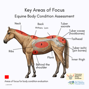 Horse Body Condition Scoring | Assess Your Horse’s Weight — Association ...