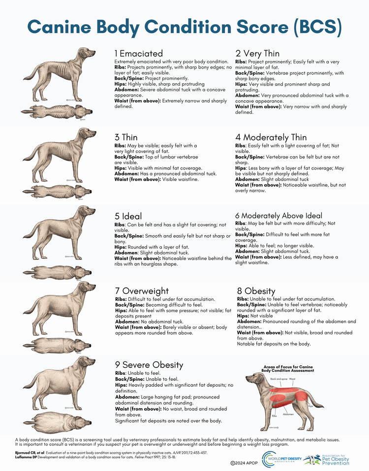 Dog Body Condition Scoring | Assess Your Dog’s Weight — Association for ...