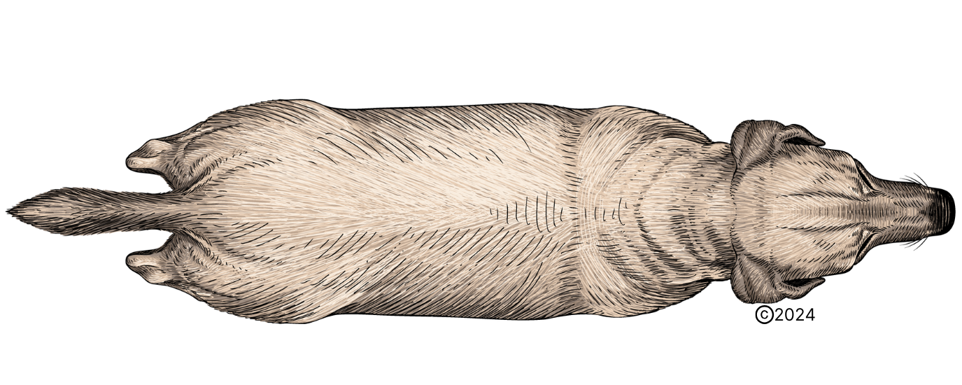 Dog Body Condition Scoring — Association for Pet Obesity Prevention