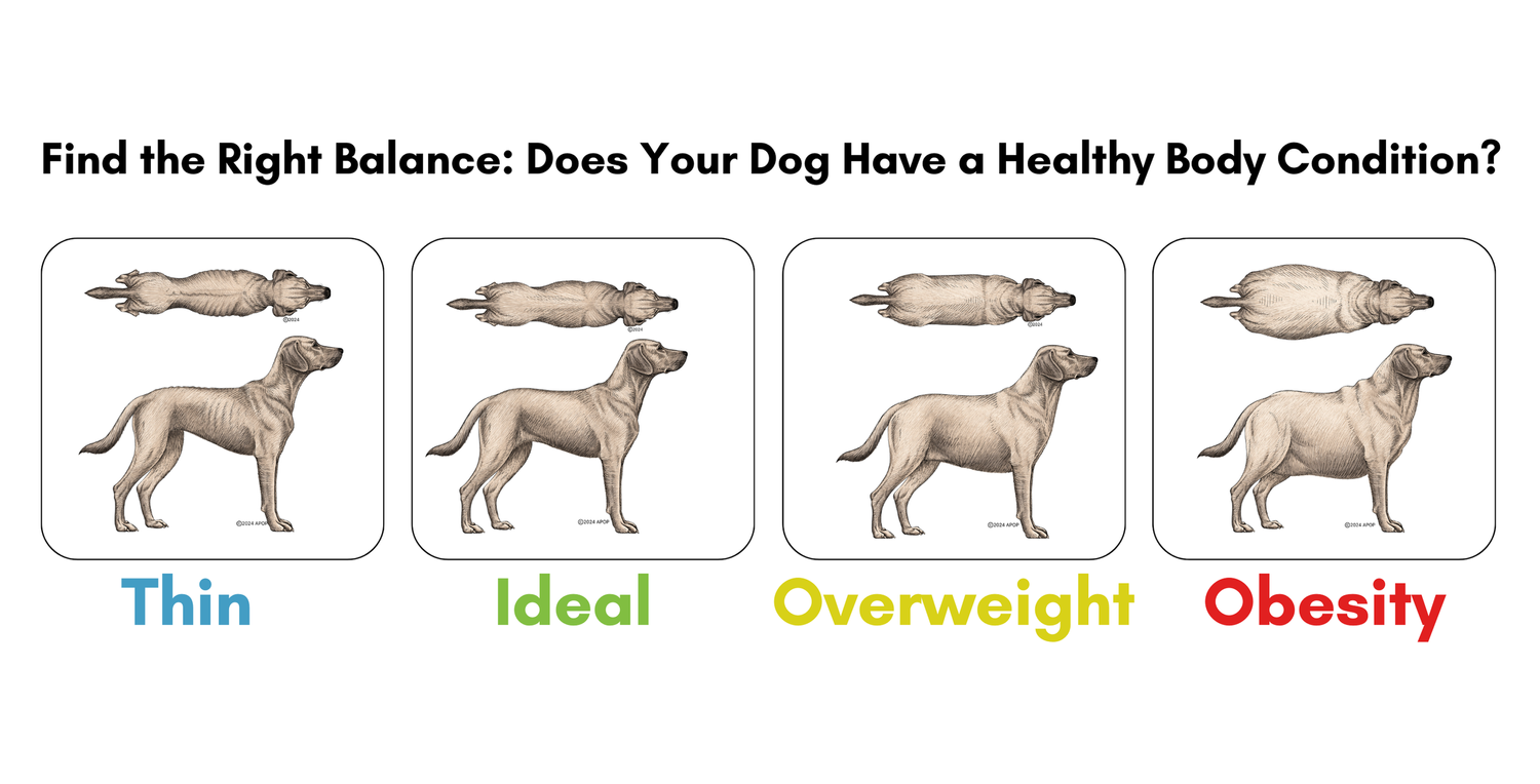 Dog Body Condition Scoring | Assess Your Dog’s Weight — Association for ...