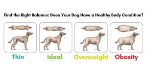 Dog Body Condition Scoring | Assess Your Dog’s Weight — Association for Pet Obesity Prevention