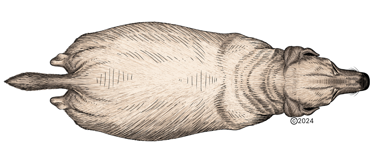 Dog Body Condition Scoring | Assess Your Dog’s Weight — Association for ...