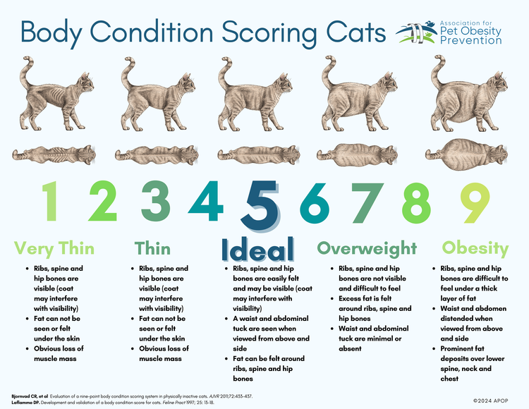 Cat Body Condition Scoring — Association for Pet Obesity Prevention