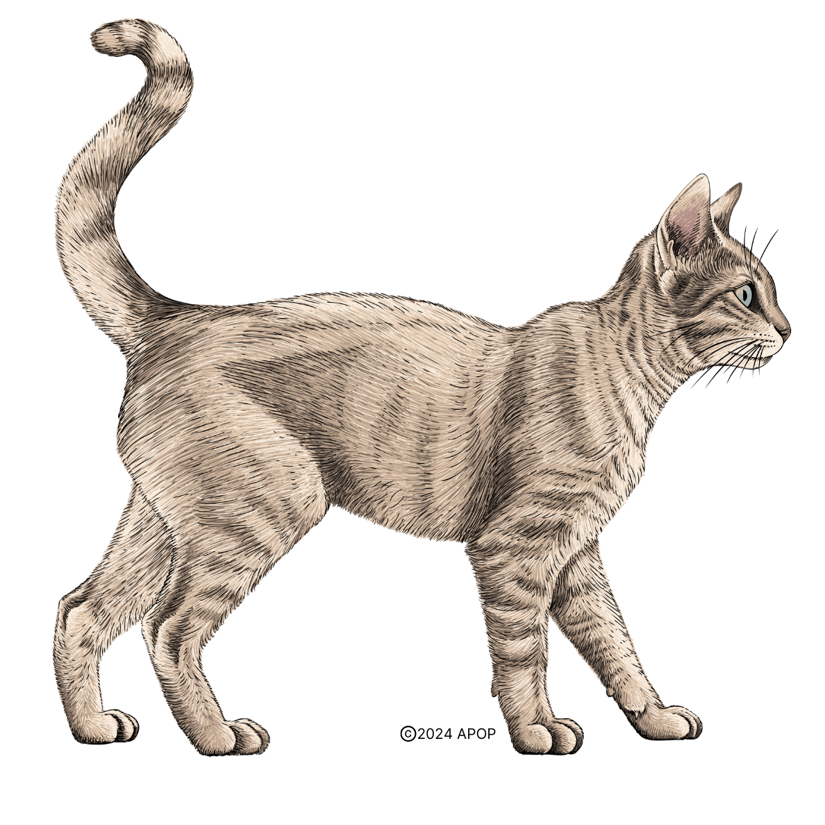 Cat Body Condition Scoring — Association for Pet Obesity Prevention