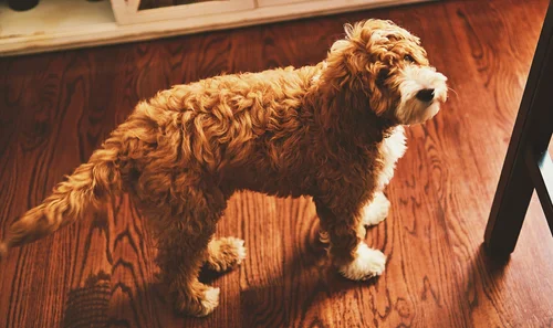 Dog Body Condition Scoring — Association for Pet Obesity Prevention