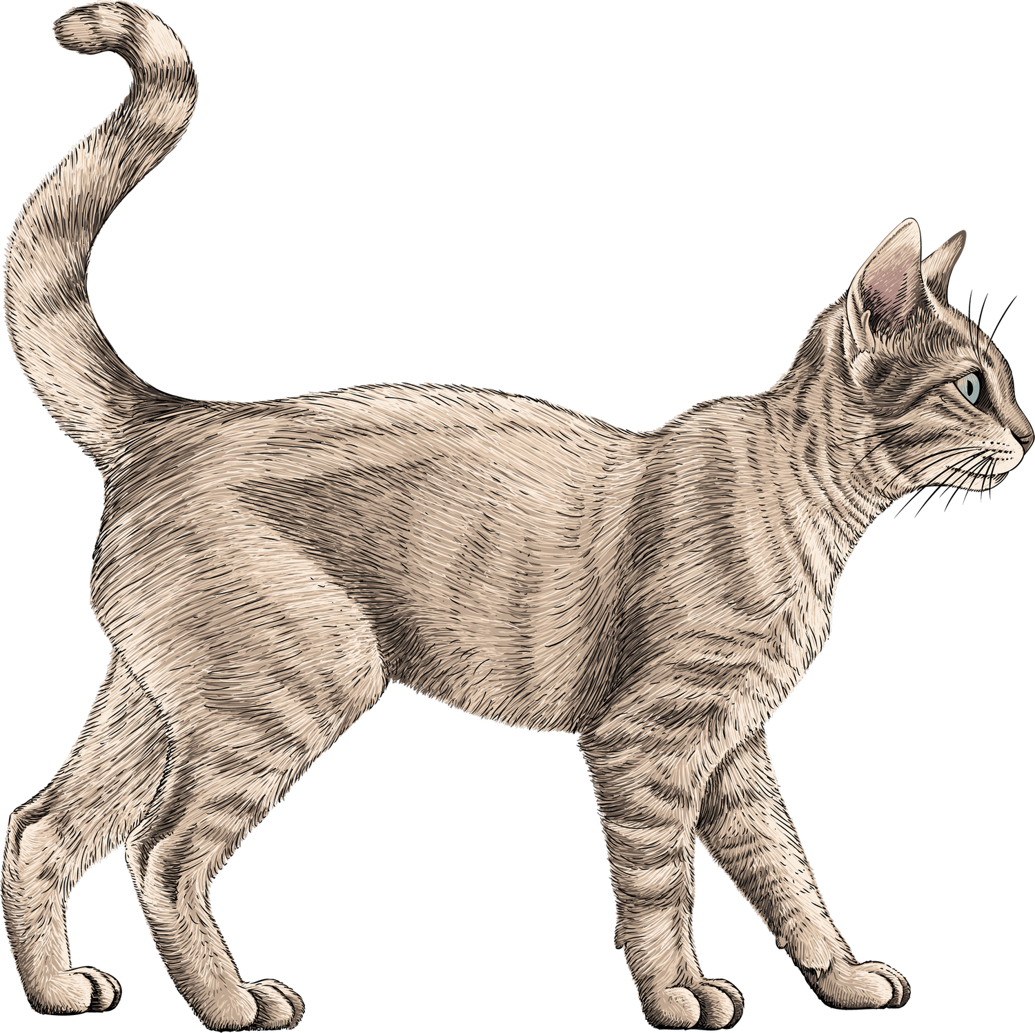 Cat Body Condition Scoring | Assess Your Cat’s Weight — Association for ...