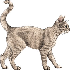 Cat Body Condition Scoring | Assess Your Cat’s Weight — Association for ...