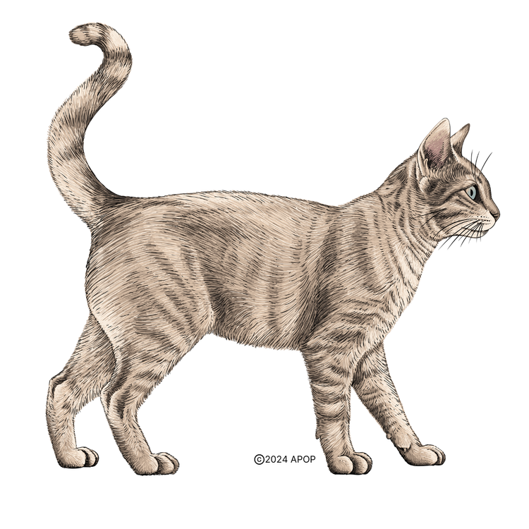 Cat Body Condition Scoring | Assess Your Cat’s Weight — Association for ...