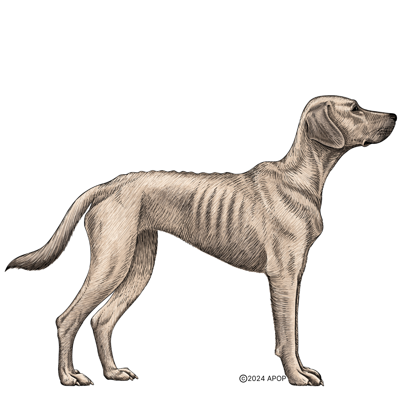 Dog Body Condition Scoring | Assess Your Dog’s Weight — Association for Pet Obesity Prevention