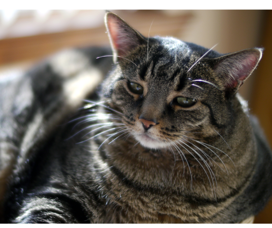 Cat Weight Loss Information — Association for Pet Obesity Prevention