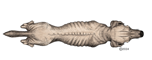 Dog Body Condition Scoring | Assess Your Dog’s Weight — Association for ...