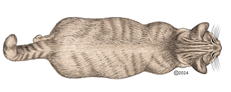 Cat Body Condition Scoring | Assess Your Cat’s Weight — Association for ...