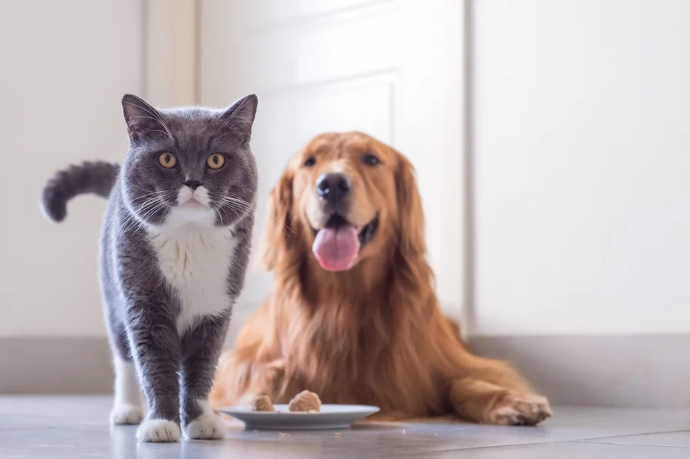Association for Pet Obesity Prevention