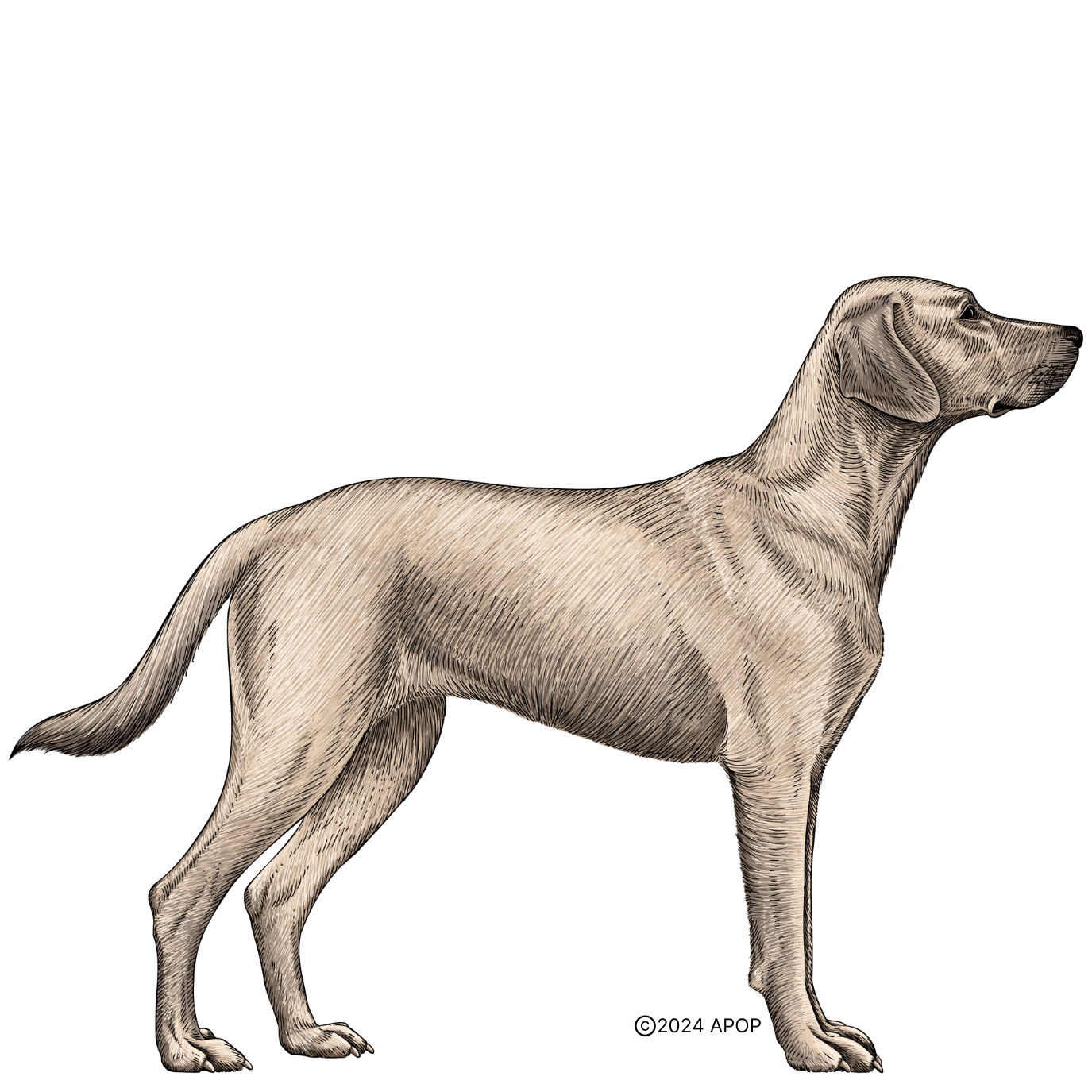 Dog Body Condition Scoring — Association for Pet Obesity Prevention