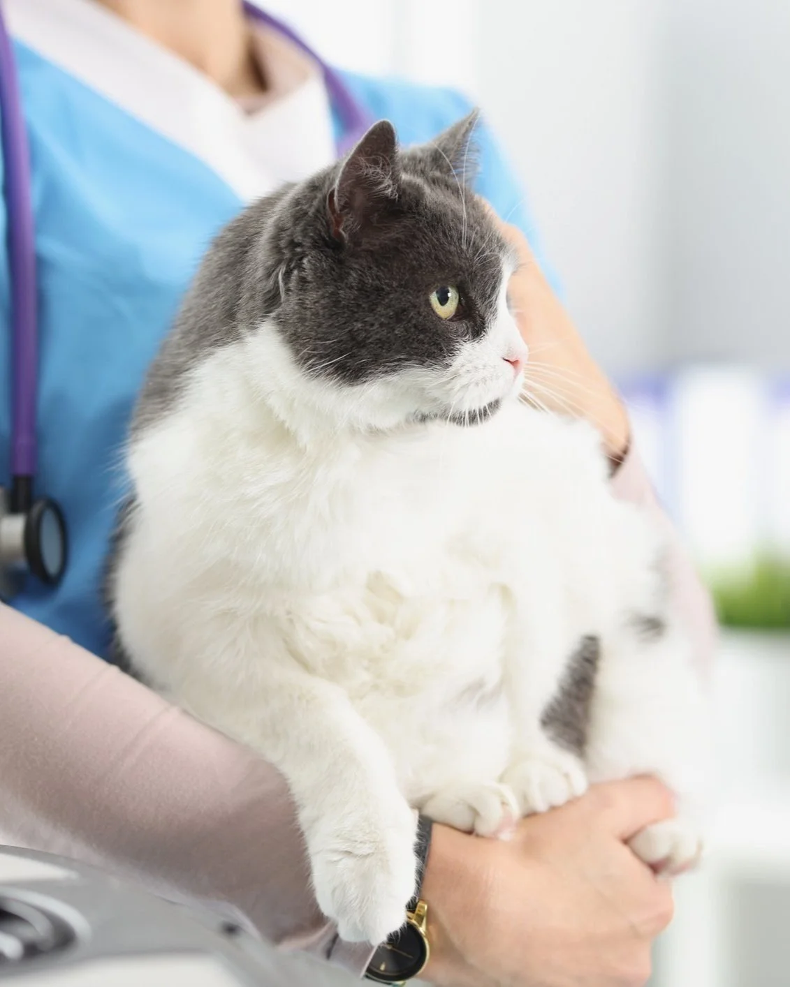 Our Supporters — Association for Pet Obesity Prevention