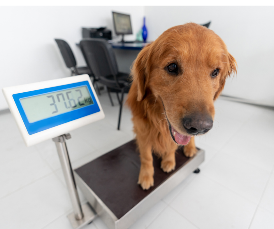 Dog & Cat Weight Change Calculator | APOP — Association for Pet Obesity ...