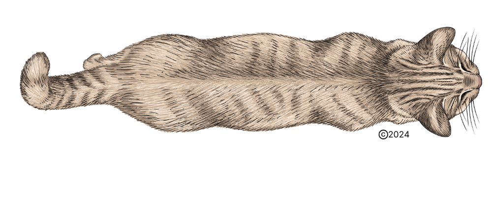 Cat Body Condition Scoring | Assess Your Cat’s Weight — Association for ...