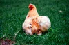 God’s care is beautifully reflected in the image of a mama hen ...