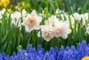 Spring in the Bible: A Season of Renewal, Restoration, and God's ...
