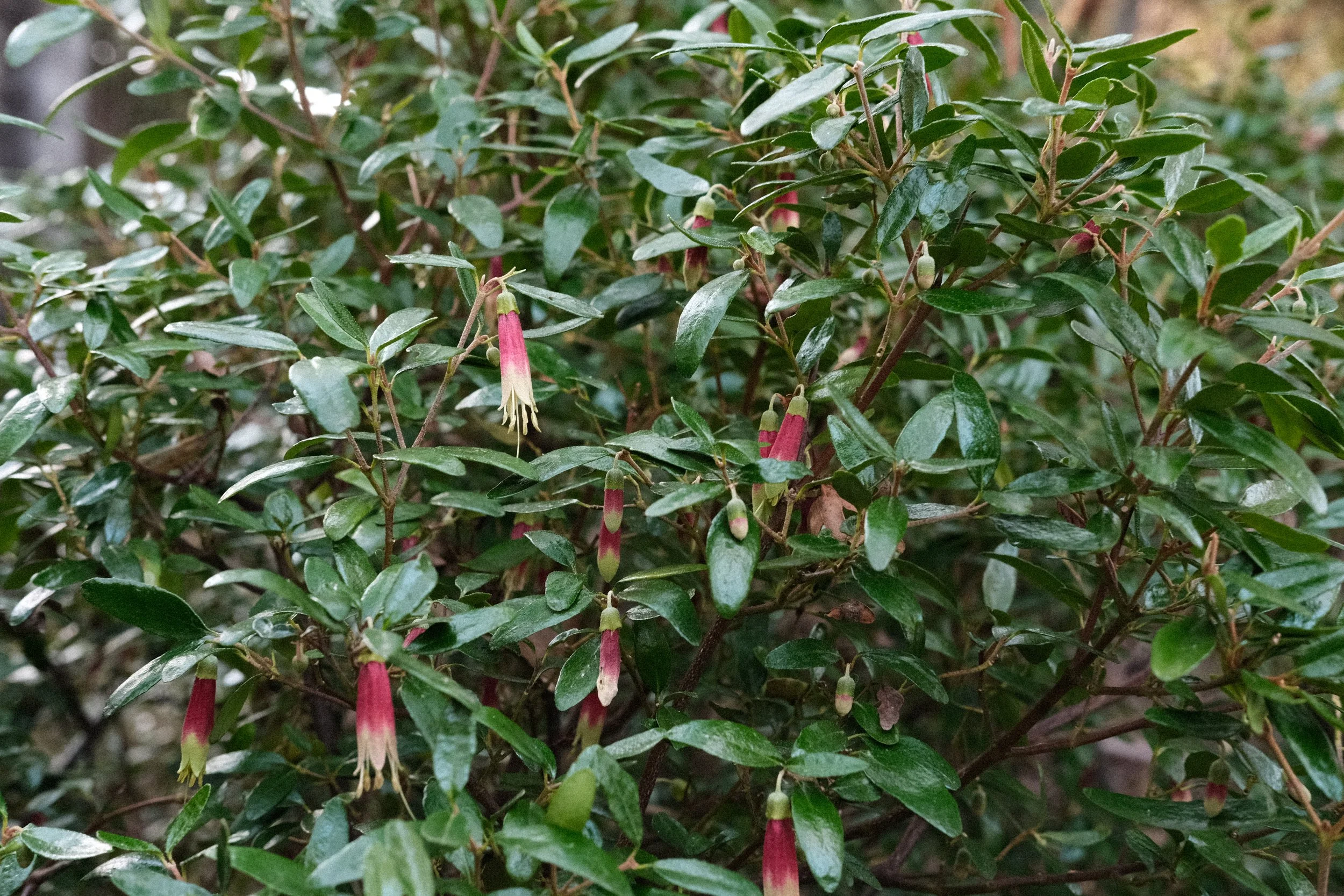 Plant Profile: Correa glabra var. turnbullii — Golden Hour Landscape Design