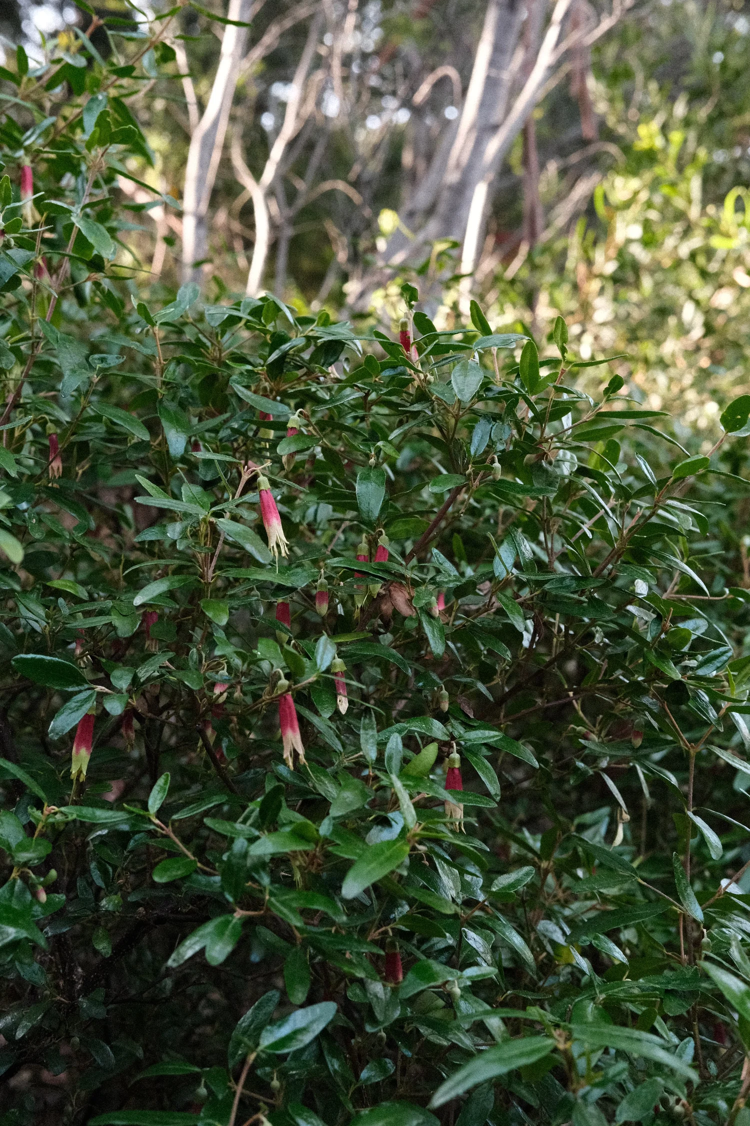 Plant Profile: Correa glabra var. turnbullii — Golden Hour Landscape Design