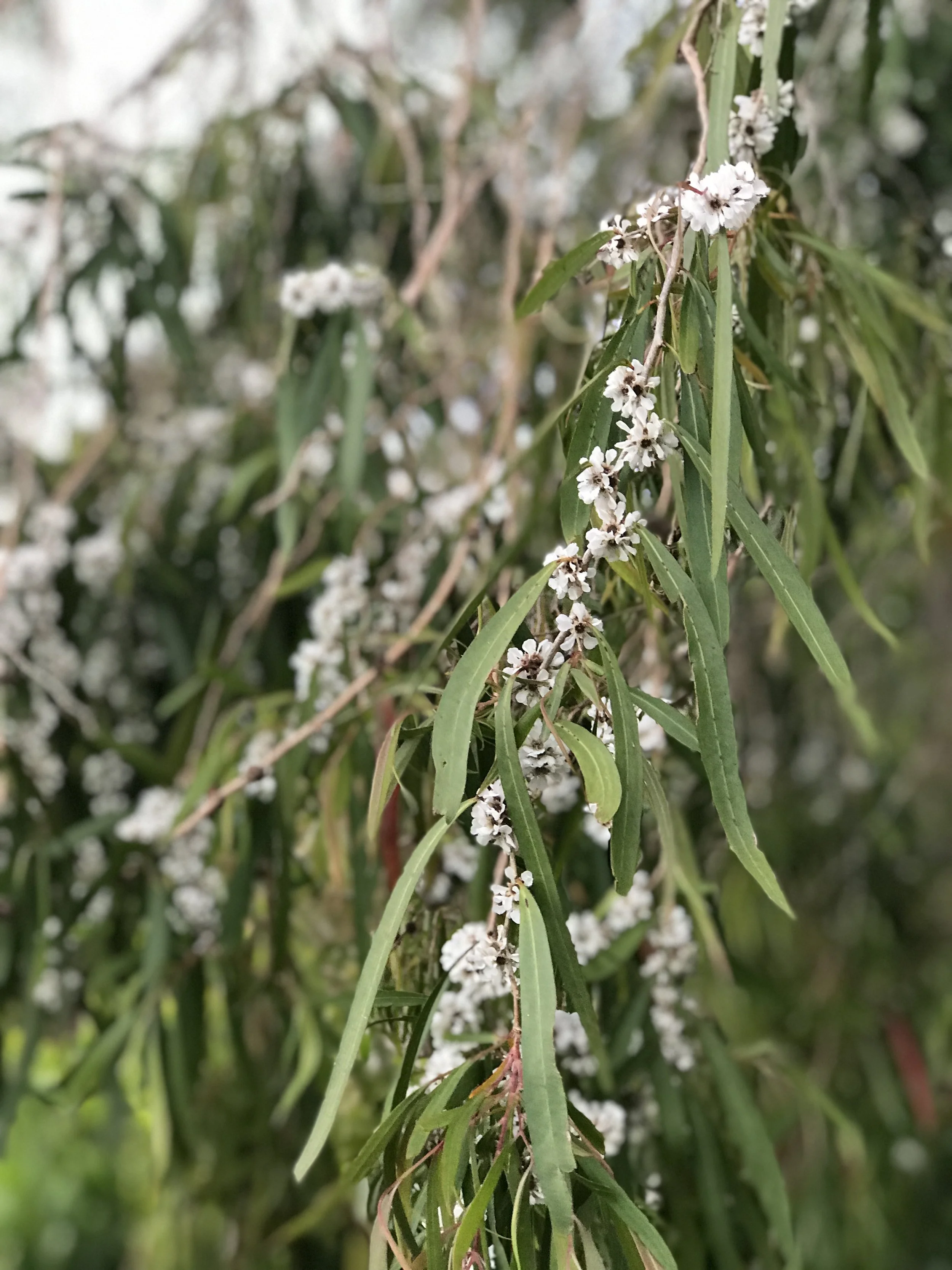 Plant Profile: Agonis flexuosa (Willow Peppermint) — Golden Hour ...
