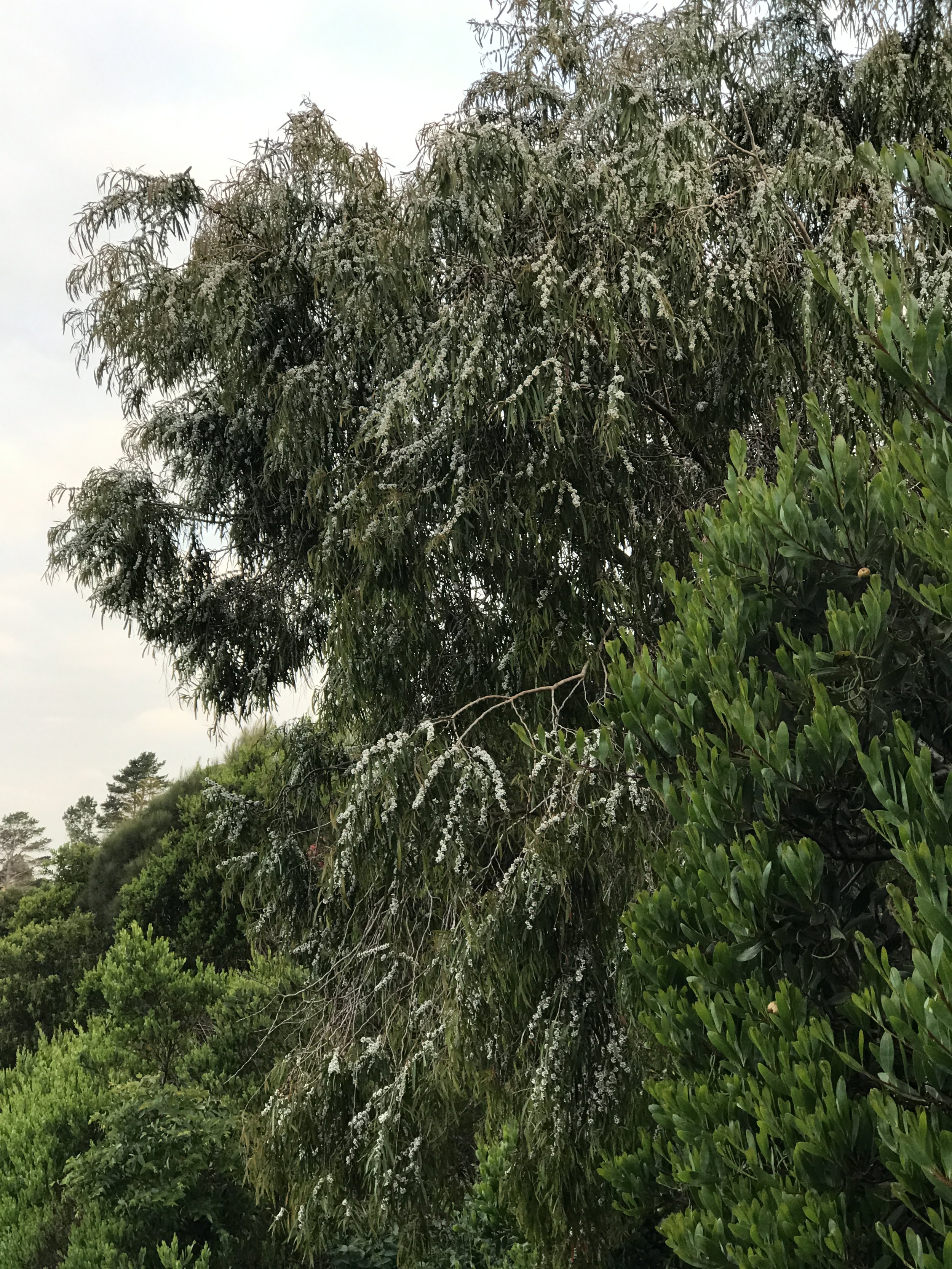 Plant Profile: Agonis flexuosa (Willow Peppermint) — Golden Hour ...