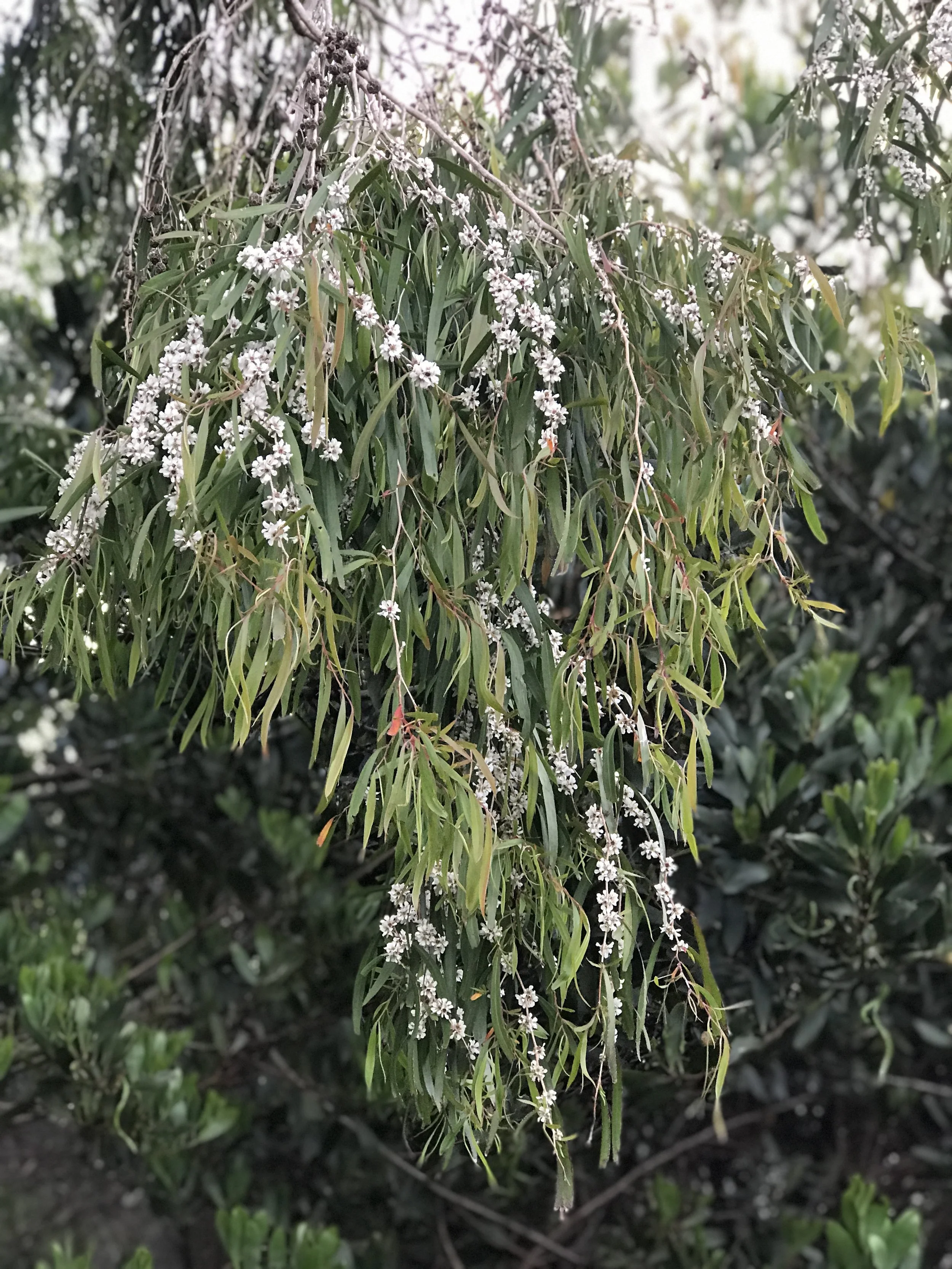 Plant Profile: Agonis flexuosa (Willow Peppermint) — Golden Hour ...