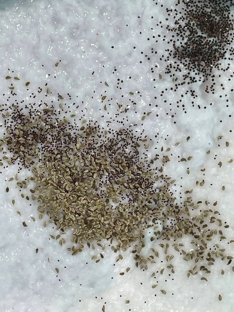 How to Make Plantable Seed Paper: A Step-by-Step Eco-Friendly Guide