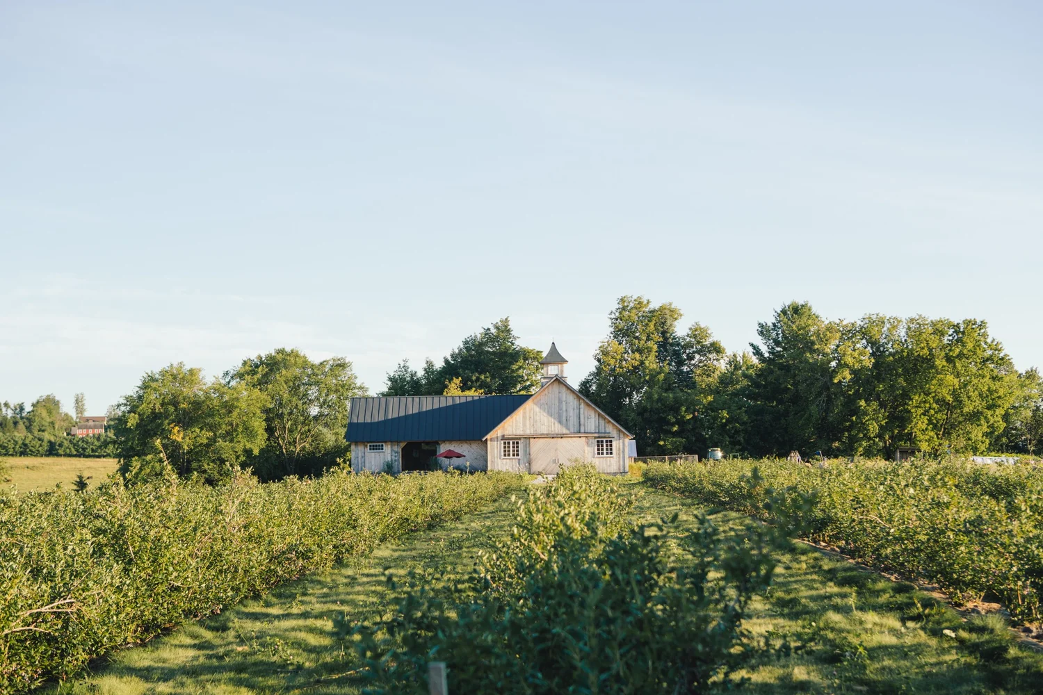 Adam's Berry Farm | Organic Berry Picking in Charlotte, VT