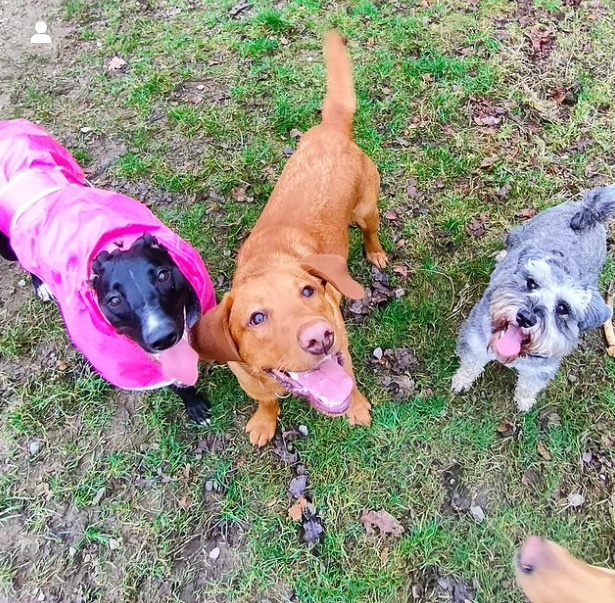 Walking T&Cs — The Paws Pack UK