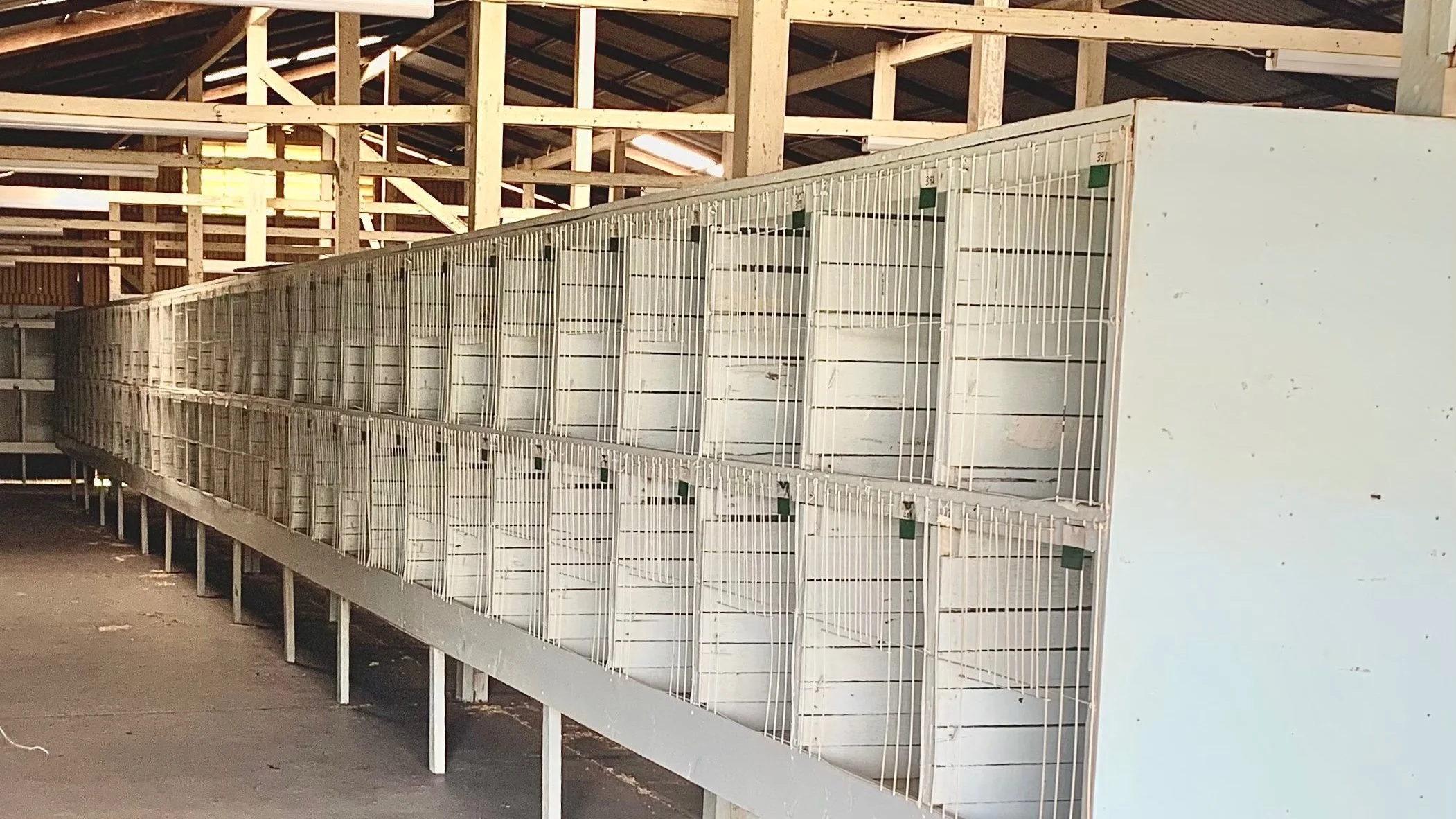 Lismore Poultry Club