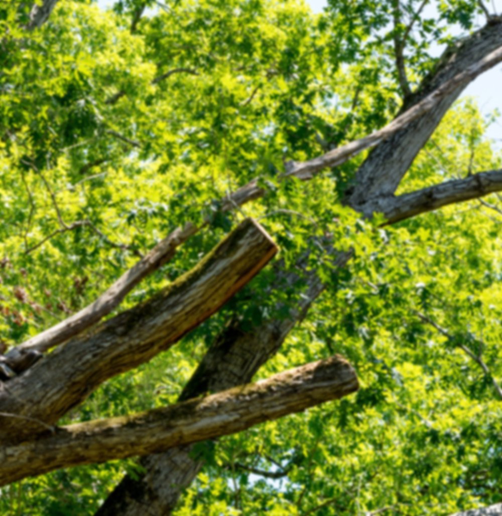 About — Kenan Ransom Tree Service