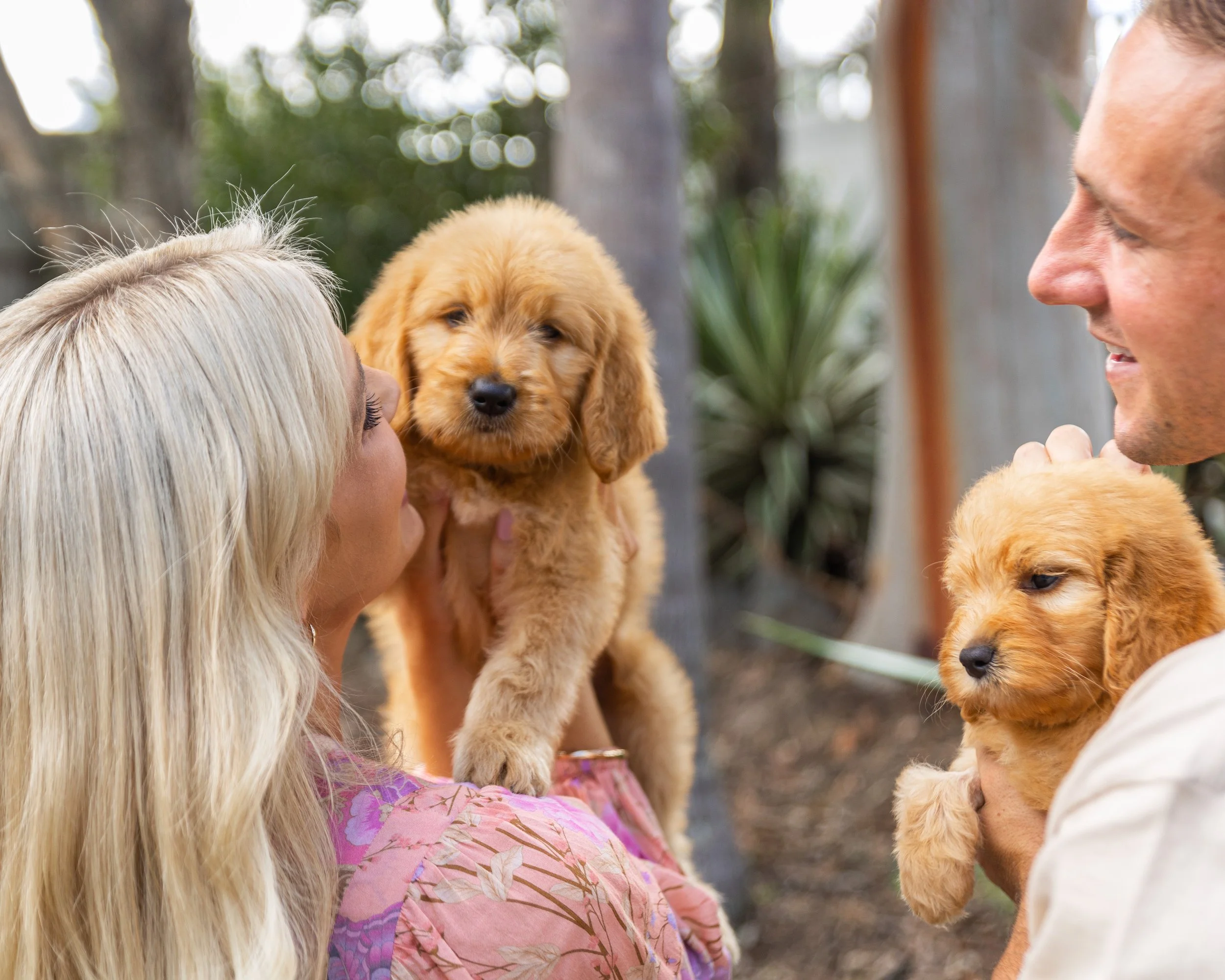 Puppy Gallery — Gold Coast Groodles