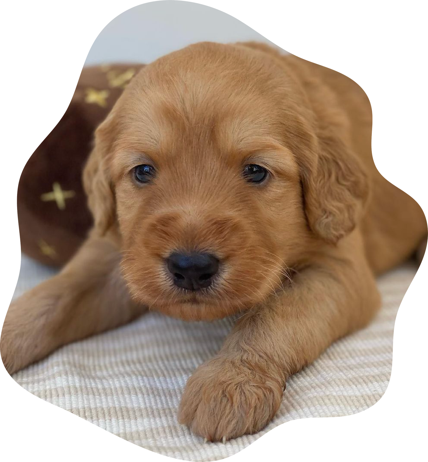 Puppy Gallery — Gold Coast Groodles