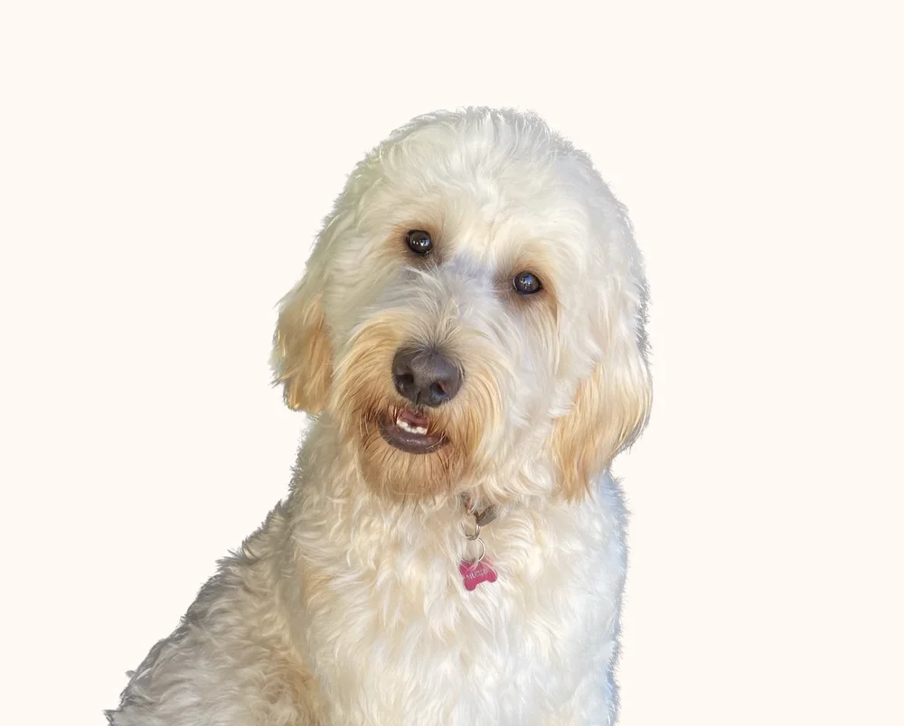Why Groodles? — Gold Coast Groodles
