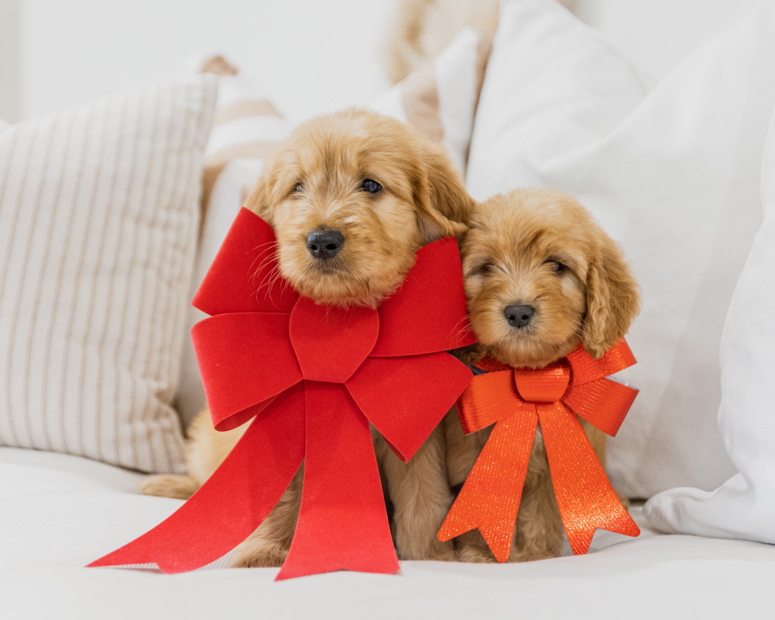 Apply For A Puppy! — Gold Coast Groodles