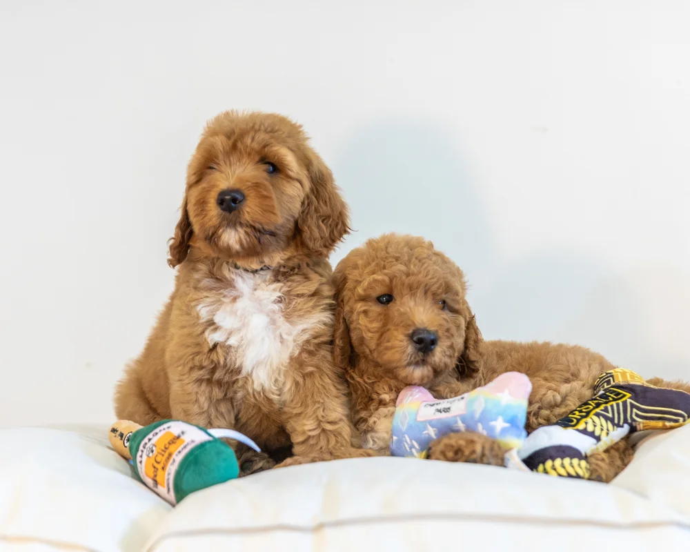 Puppy Gallery — Gold Coast Groodles