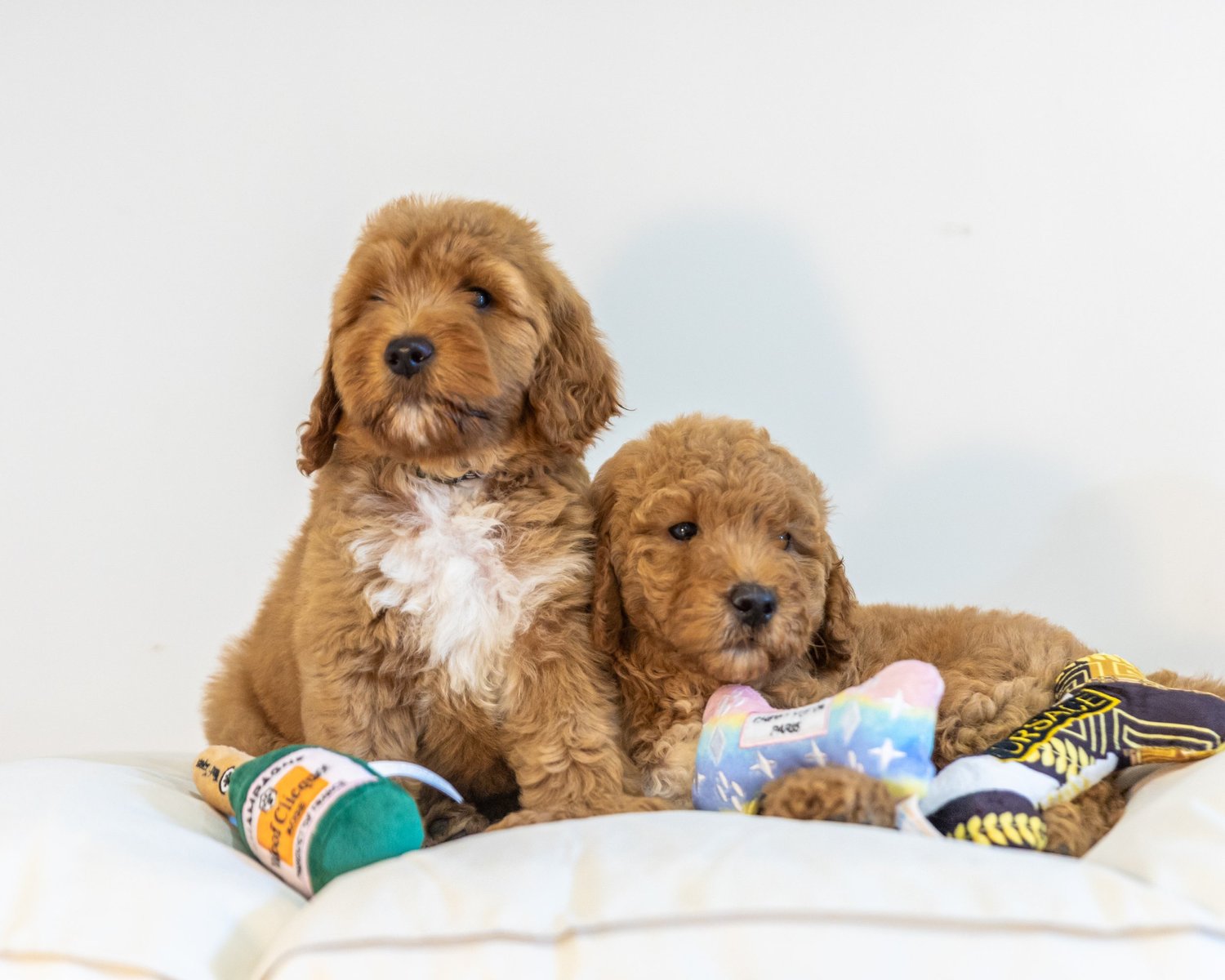 Puppy Gallery — Gold Coast Groodles