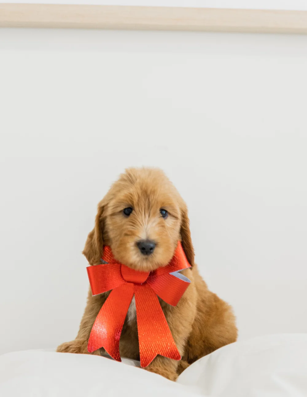 Puppy Gallery — Gold Coast Groodles